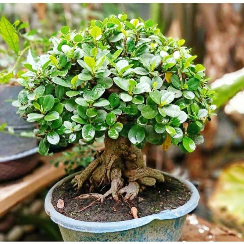 Bunga Bonsai Dolar (Menengah)