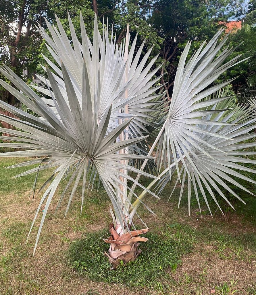 Bunga Palem Silver