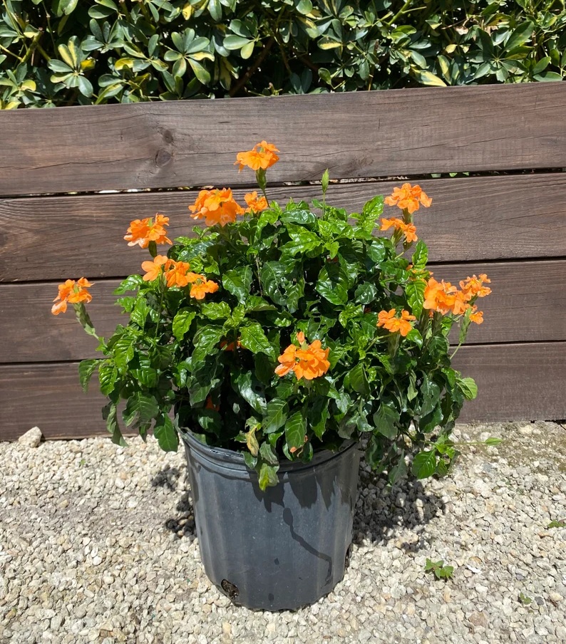 Bunga Crossandra Orange